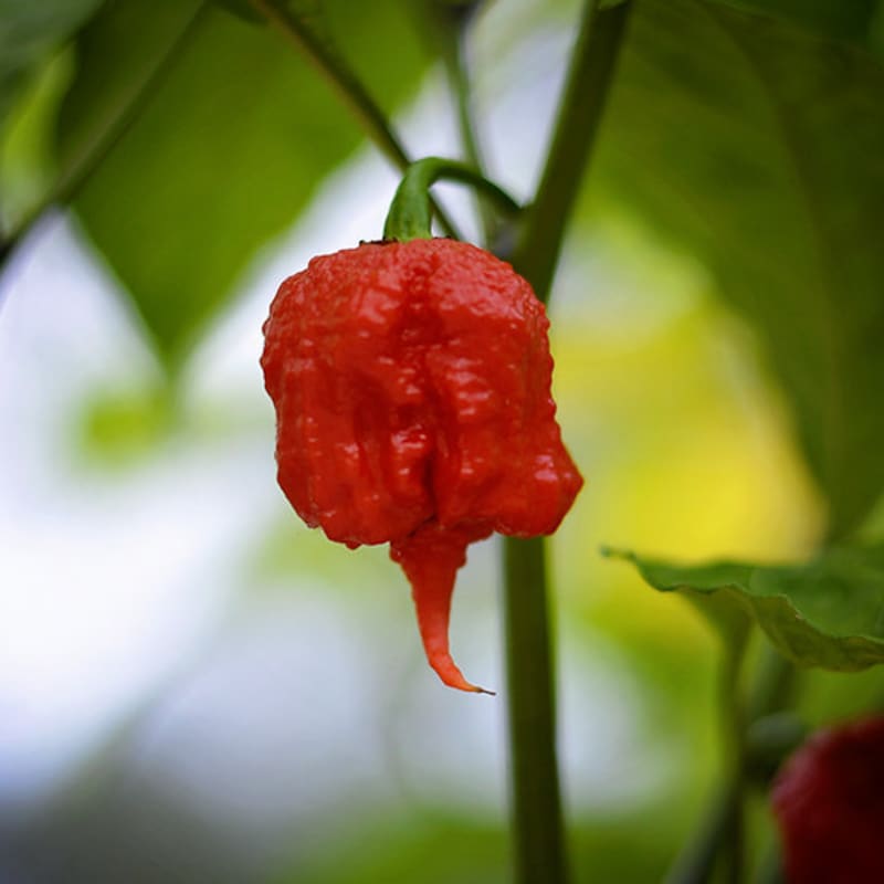 7 Pot Primo Pepper Plant - Etsy
