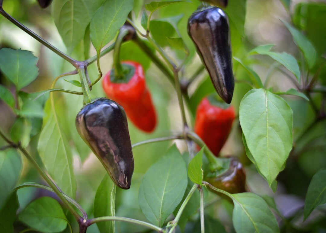 Purple Jalapeno Pepper Seeds - Pack of 10 - Etsy