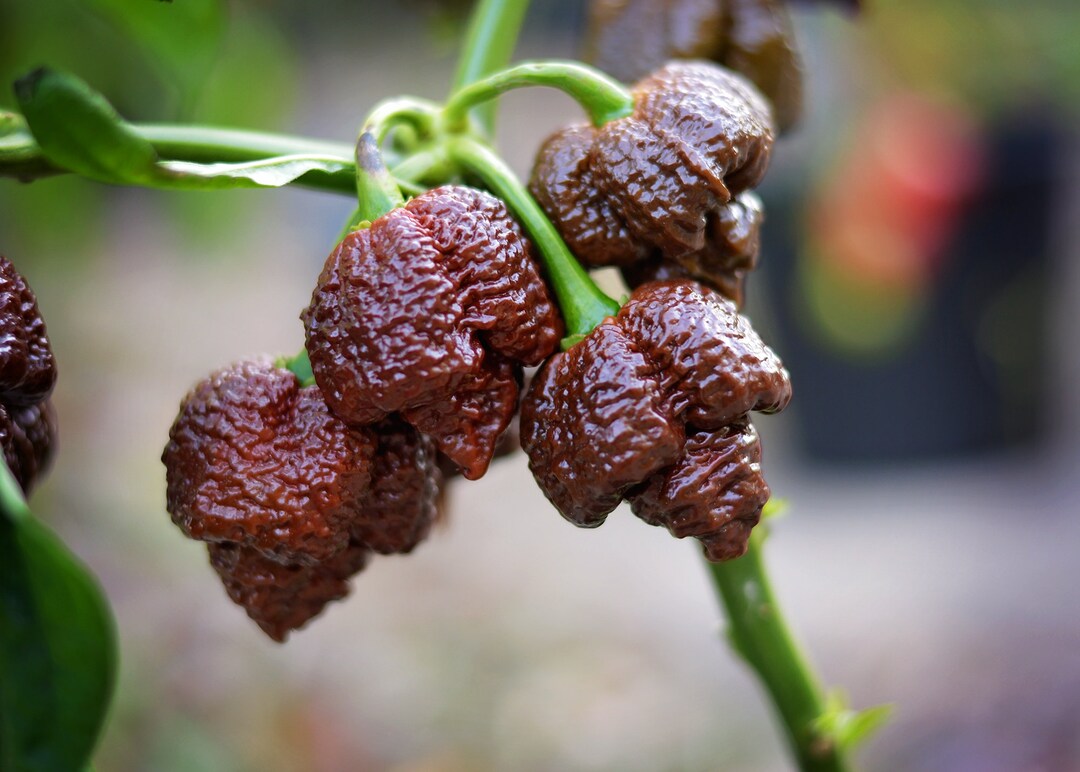 CP115 Pepper Seeds - Pack of 10 - Etsy