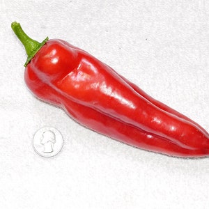 Anaheim Pepper Seeds - Pack of 10 - Etsy