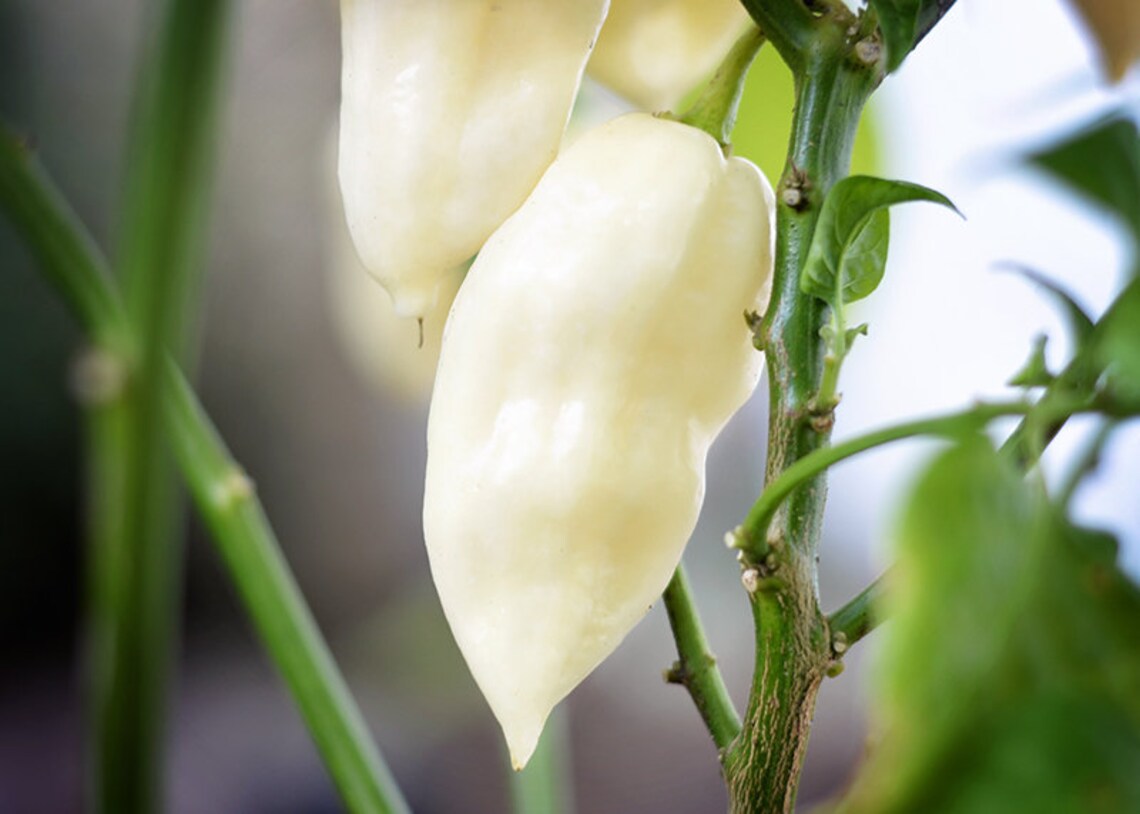 White Ghost Pepper Seeds - 10 Seed Pack - Etsy