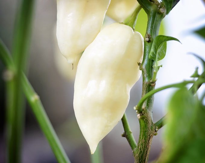 White Ghost Pepper Seeds - 10 Seed Pack - Etsy