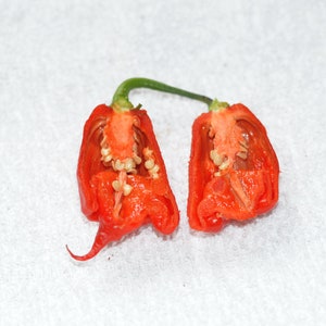 Purple Death Pepper Seeds - Pack of 10 - Etsy