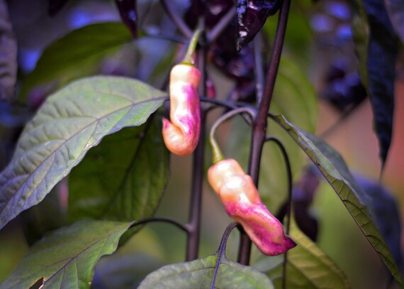 Pimenta Jolokia Peach/pink Pepper Seeds Pack of 10 - Etsy