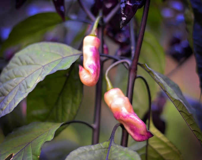 Puma Pepper - Etsy