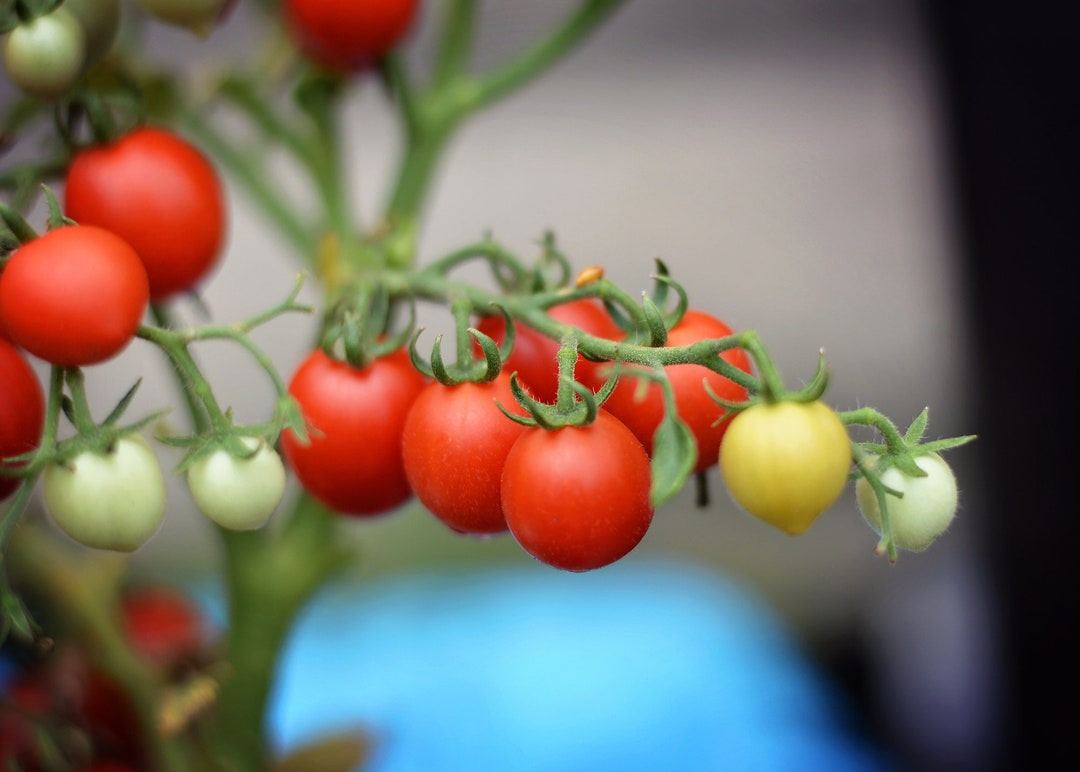 Strong Boy Micro Dwarf Tomato - Etsy
