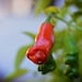 SBS Demon Chocolate Pepper Seeds - Etsy