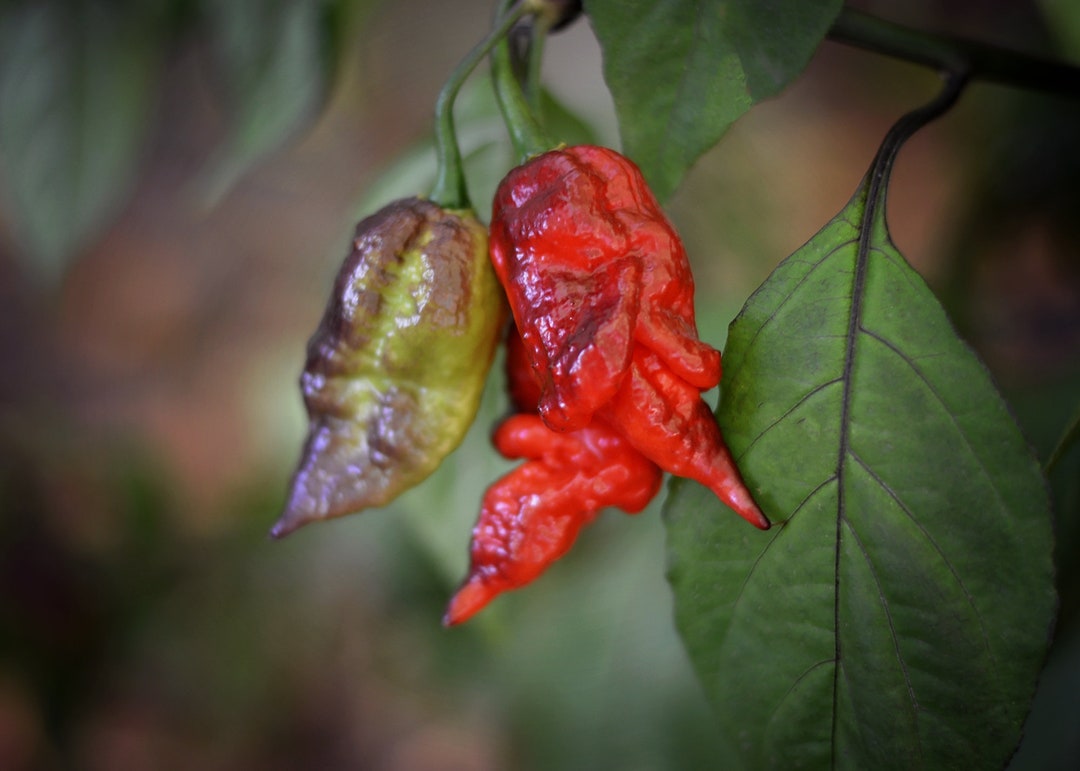 Bingo Red Pepper Seeds - Etsy
