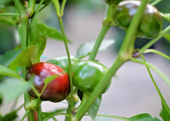 Hot Cherry Bomb Pepper Seeds 10 Seed Pack - Etsy