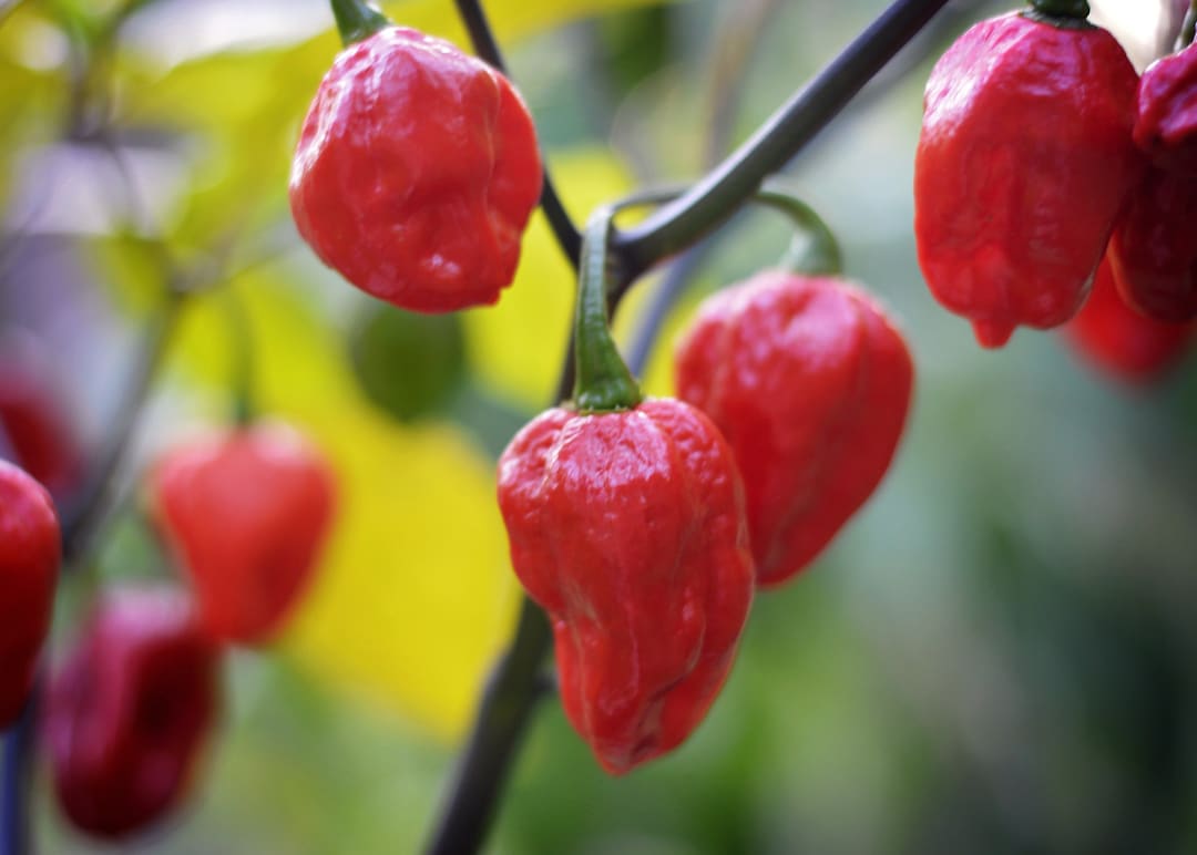 Purple Ghost Scorpion Pepper Seeds - Etsy