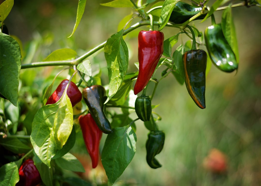 Bryan's Blood Pepper Seeds - Etsy