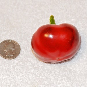 Hot Cherry Bomb Pepper Seeds - 10 Seed Pack - Etsy