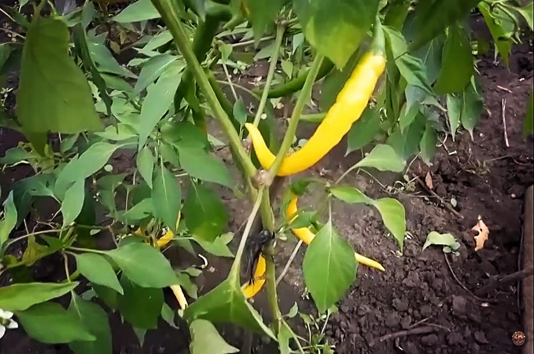 Yellow Cayenne Pepper Seeds - Etsy