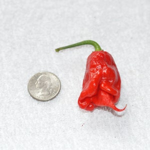 Purple Death Pepper Seeds - Pack of 10 - Etsy