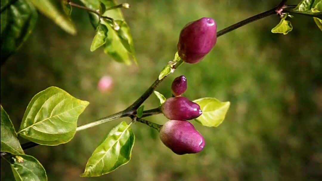 Aji Ayuyo Pepper Seeds - Etsy