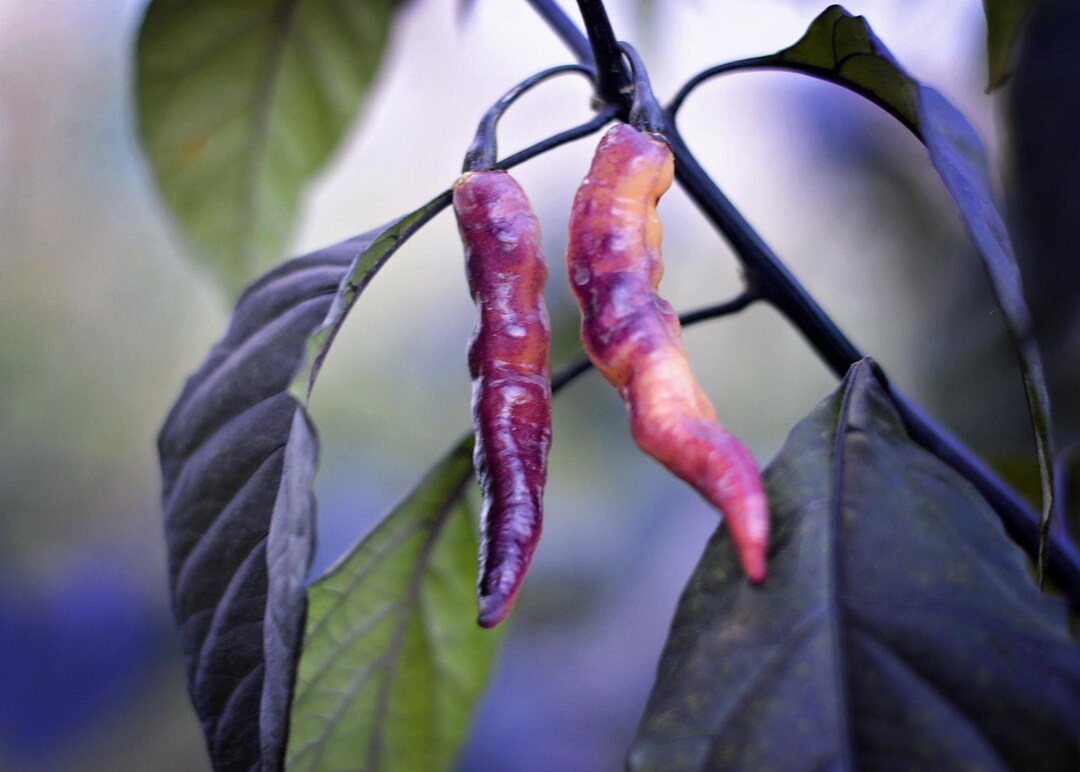 Purple Peach Pepper Seeds - Etsy