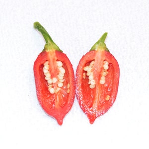 Knight's Arch Angel Pepper Seeds - Etsy