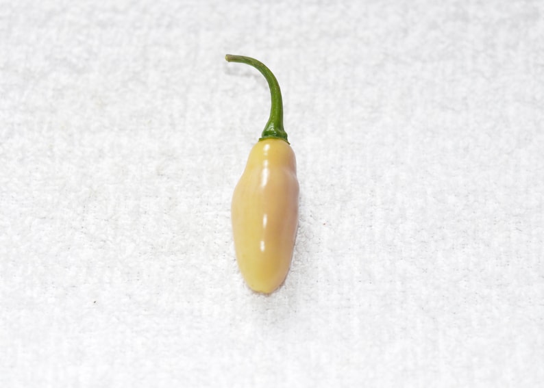 Pimenta Lisa Fat Bullet Pack of 10 Seeds - Etsy
