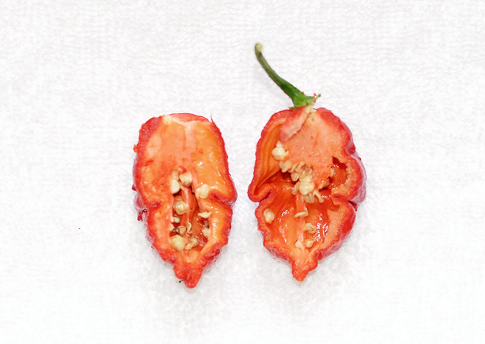 Apocalypse Scorpion Pepper Seeds - 10 Seed Pack - Etsy