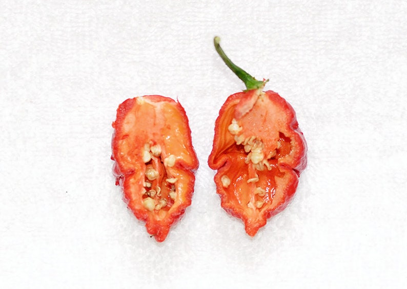 Apocalypse Scorpion Pepper Seeds - 10 Seed Pack - Etsy