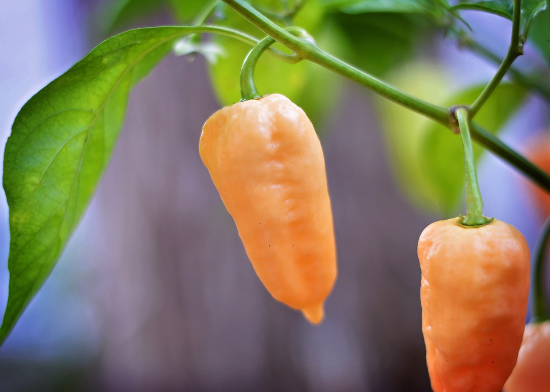 Peaches N Cream Pepper - Pack of 10 - Etsy