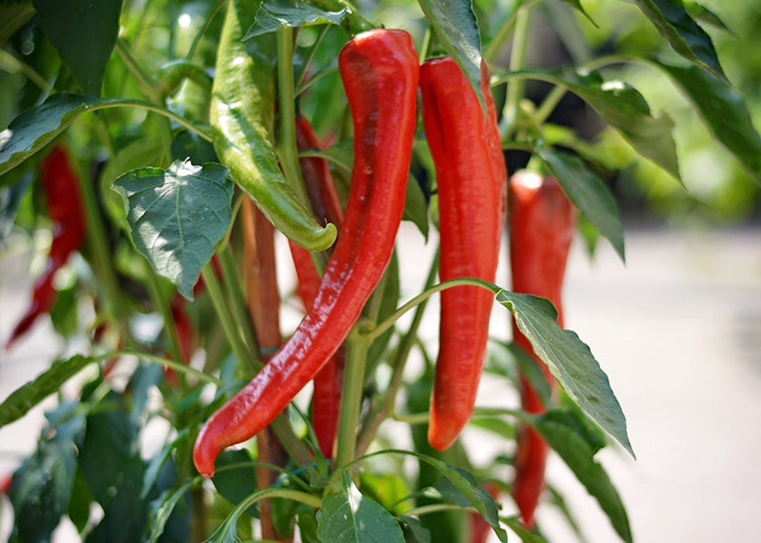 Cow Horn Pepper Seeds - Pack of 10 - Etsy