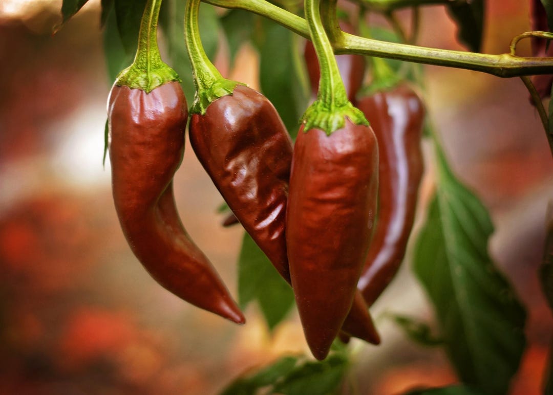 Numex Eclipse Pepper Seeds - Etsy