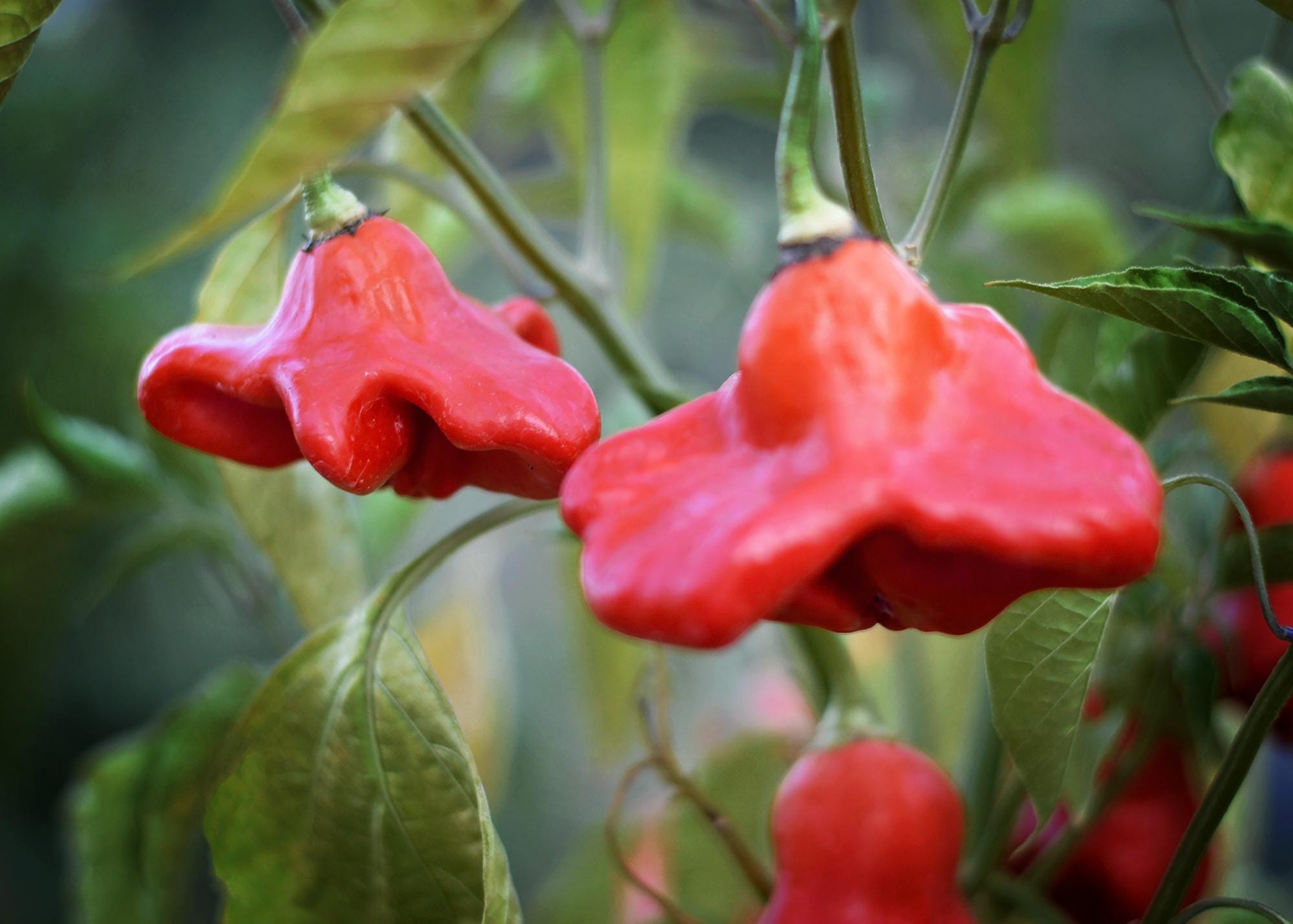 Bishop's Crown Pepper Seeds - Etsy