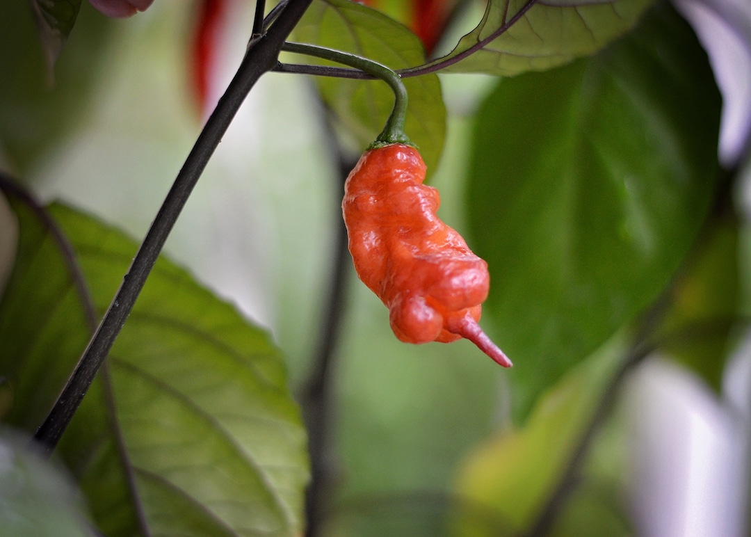 Jay's Pink Pepper Seeds - Pack of 10 - Etsy