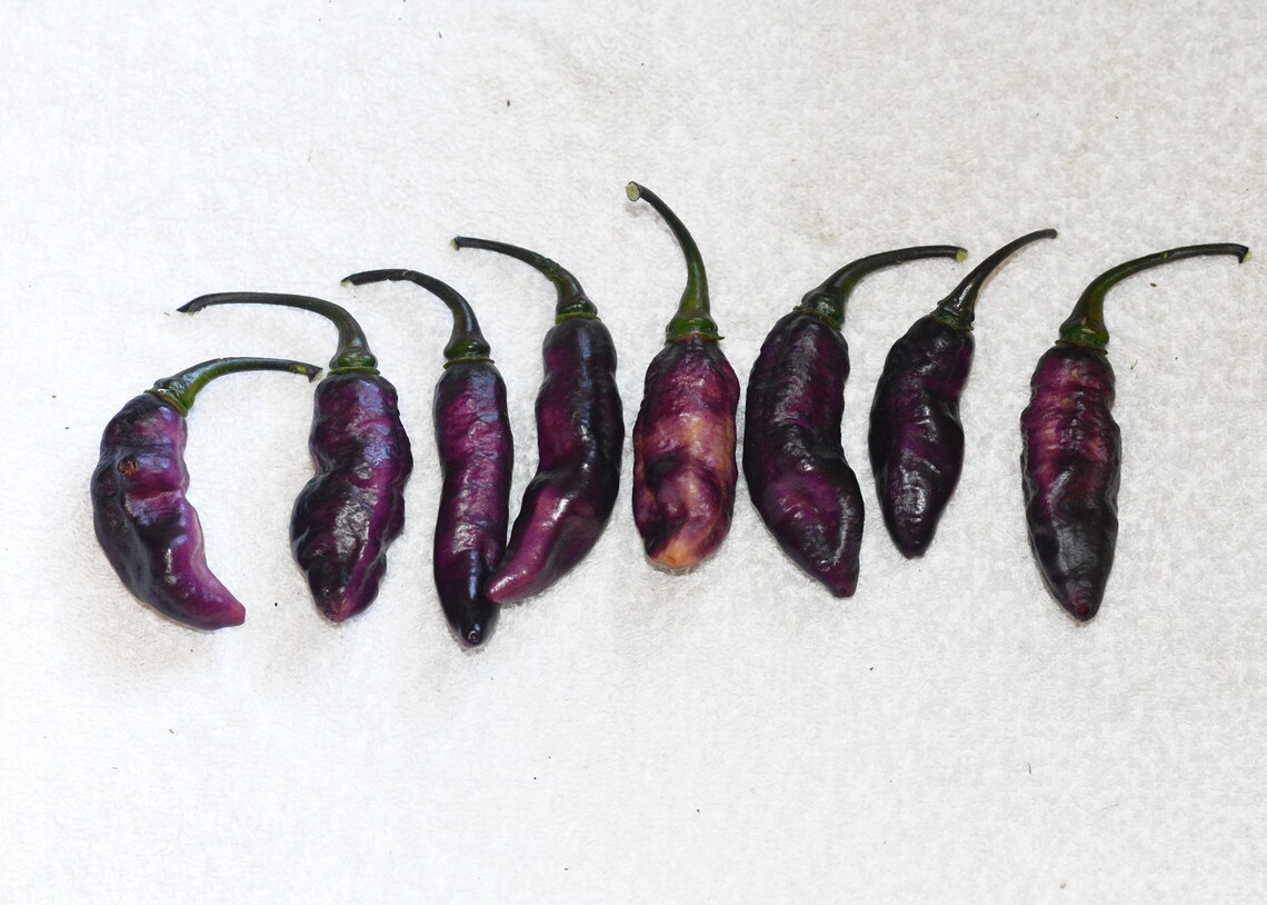 Midnight Bubblegum Pepper Seeds - Pack of 10 - Etsy