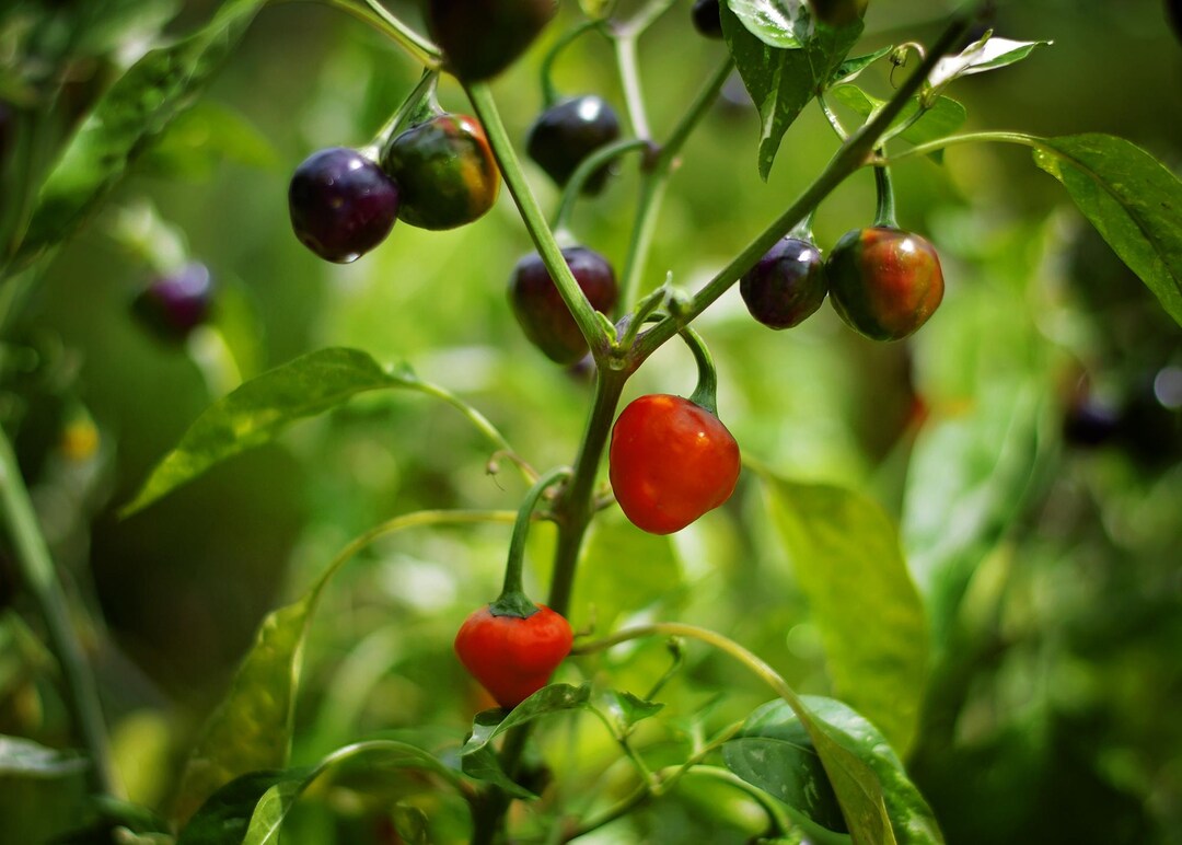 Red Nugget Pepper Seeds - Etsy