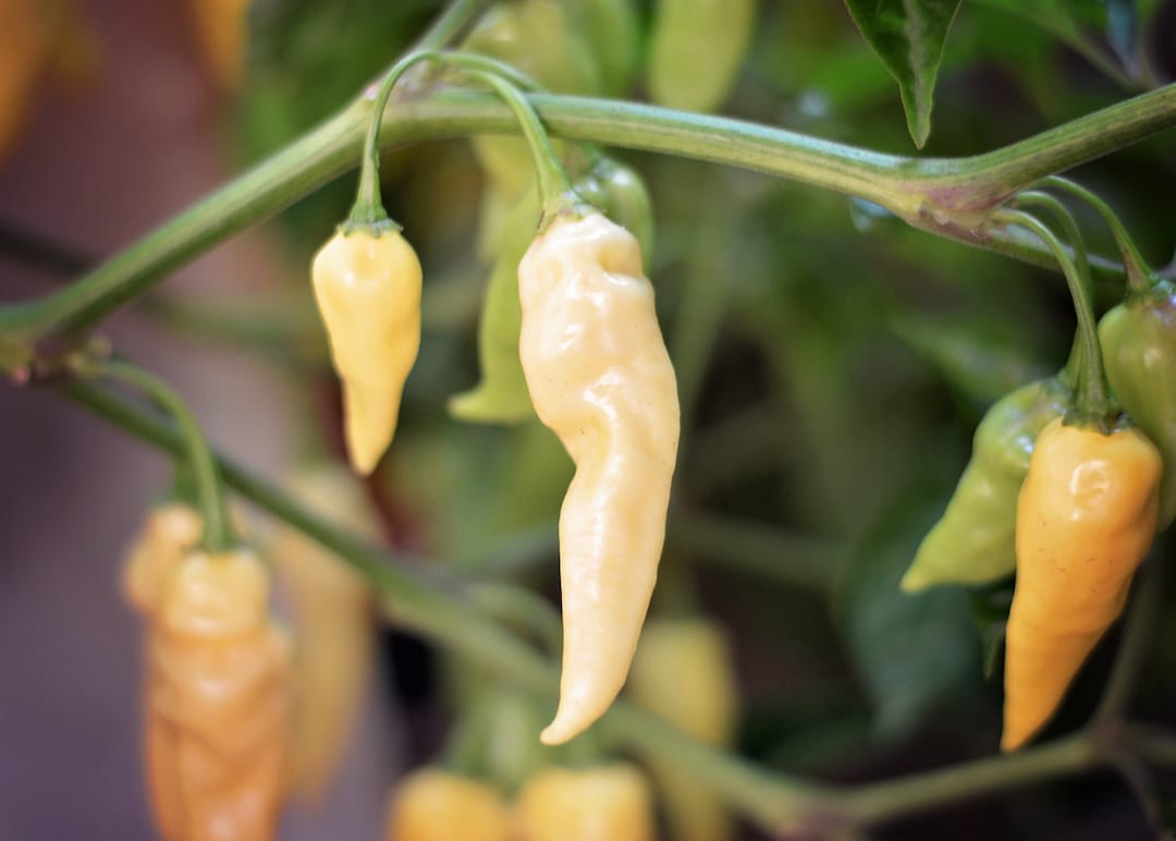 Naga White Pepper Seeds - Pack of 10 - Etsy