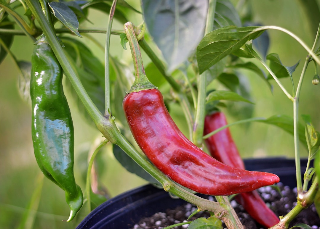 Durango Pepper Seeds - Etsy