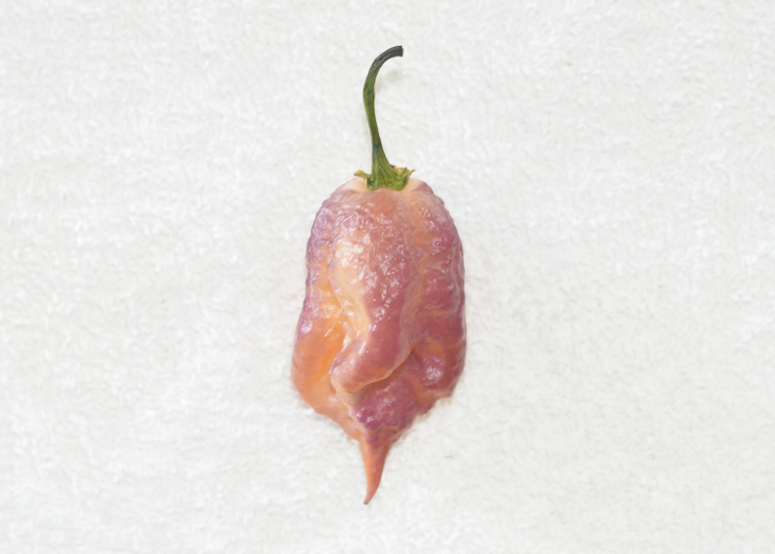 Pink Flamingo F3 Pepper Seeds - Etsy
