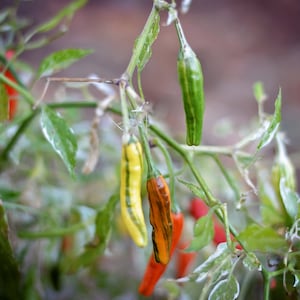 Tiger Thunder Pepper Seeds - Etsy