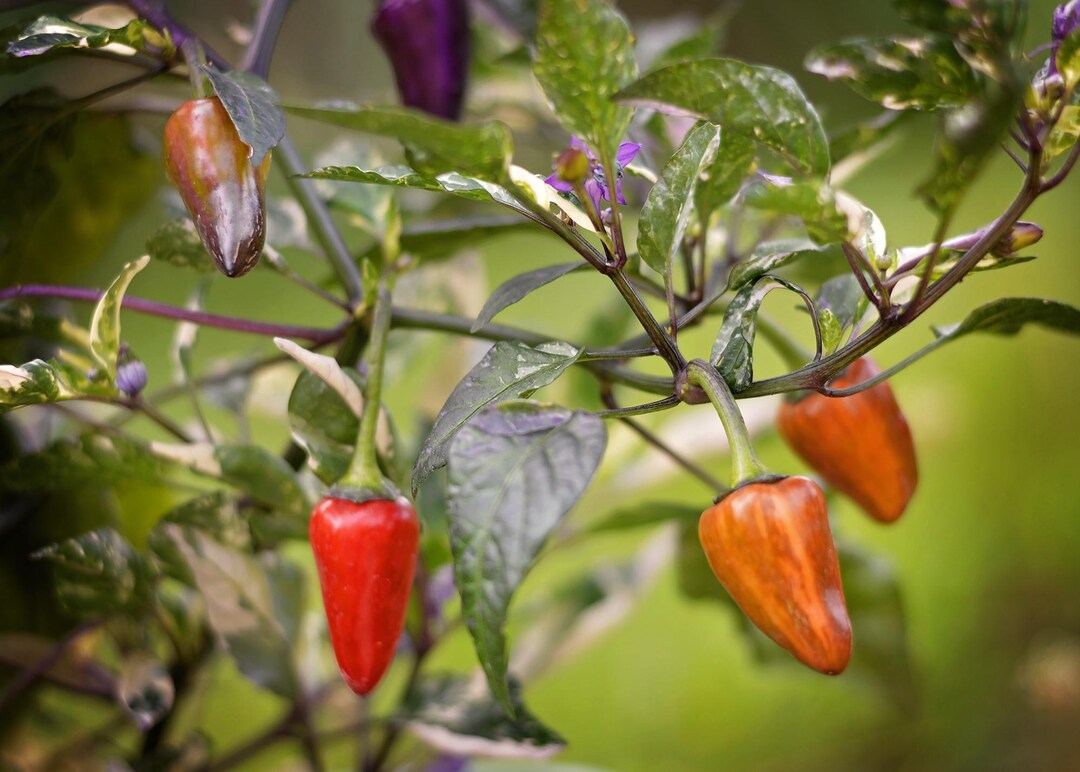 Variegated Purple Calyx Pepper Seeds - Etsy