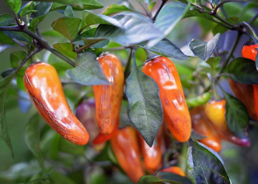 Rob's RAD Jalapeno Pepper Seeds - Etsy