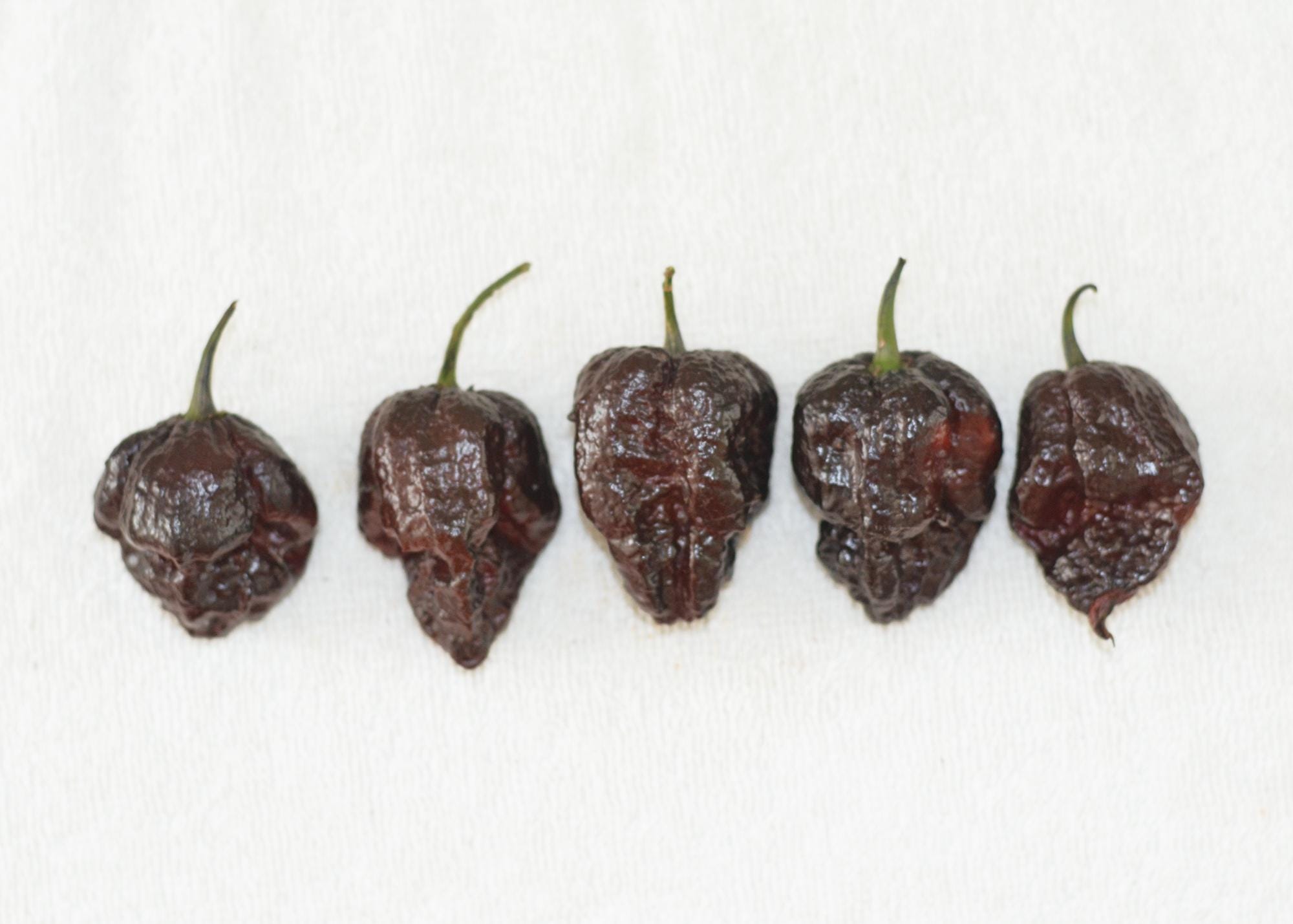 Gothic Gator F3 Pepper Seeds - Etsy
