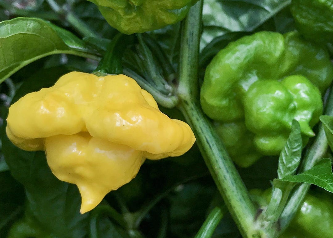KS Lemon Starrburst Pepper Seeds (KSLS) - Etsy