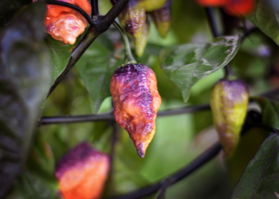 Boar Claw Pepper Seeds - Etsy