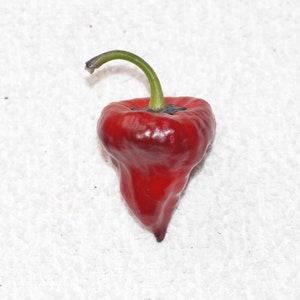 Purple UFO Pepper Seeds - Pack of 10 - Etsy