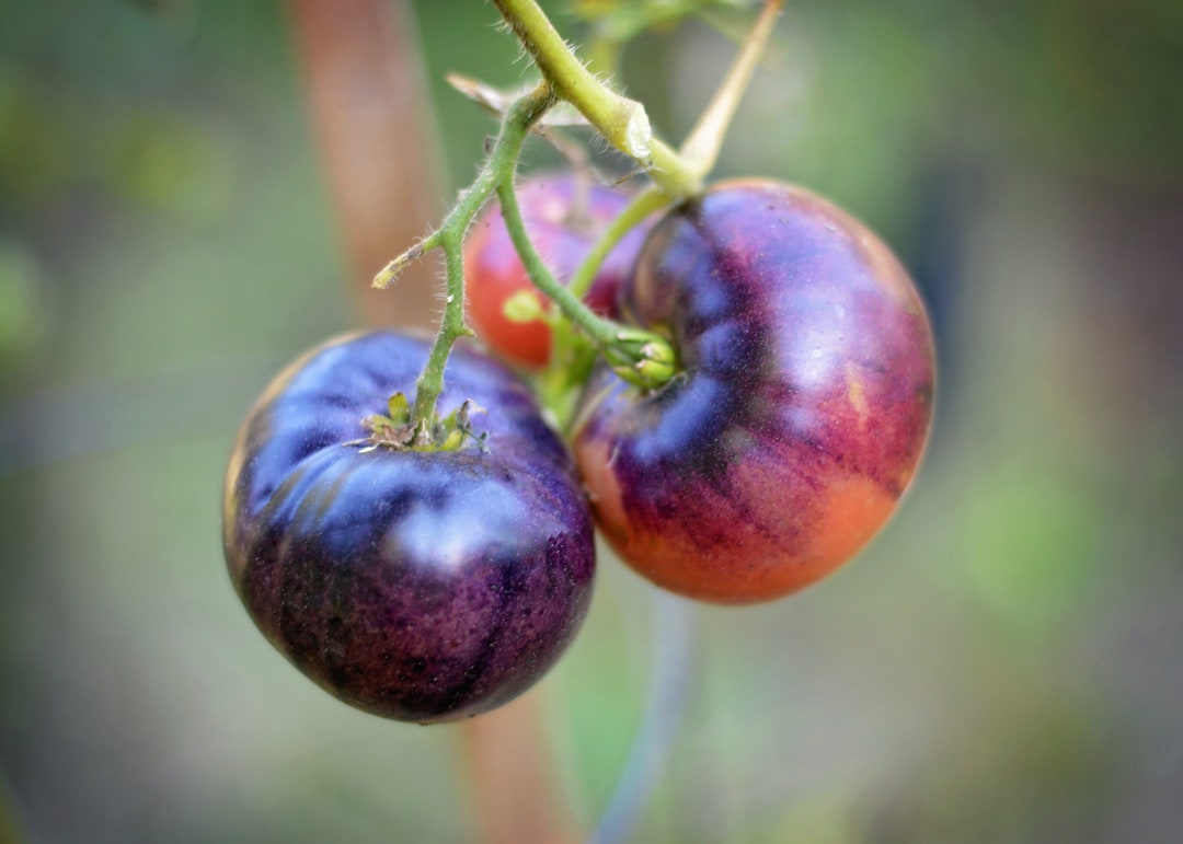 Indigo Blue Beauty Tomato Seeds - Etsy