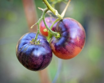 Blue Beauty Tomato Seeds Organic - Etsy