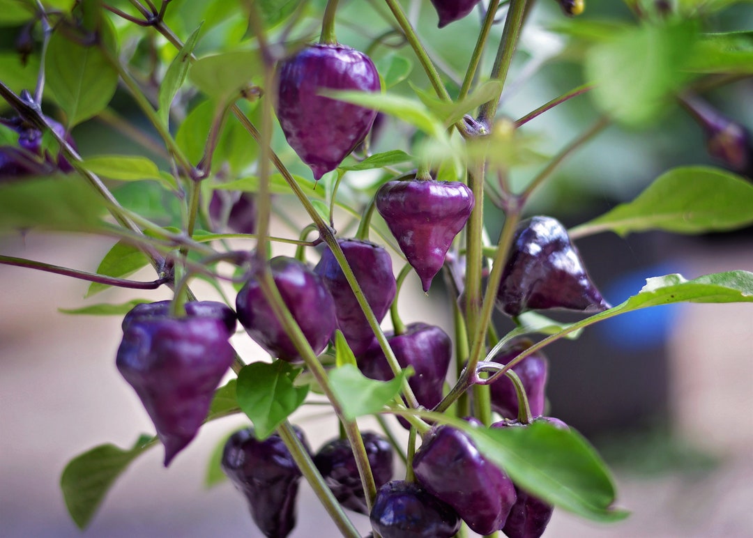 Purple UFO Pepper Seeds - Pack of 10 - Etsy