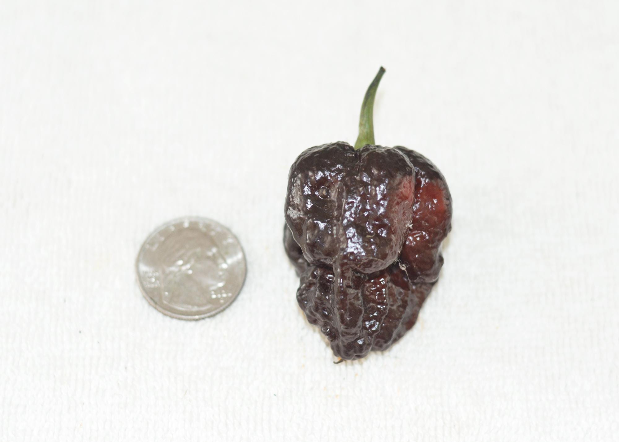 Gothic Gator F3 Pepper Seeds - Etsy