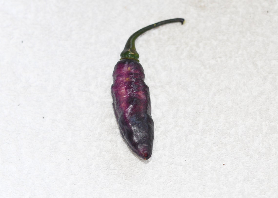 Midnight Bubblegum Pepper Seeds - Pack of 10 - Etsy