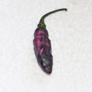 Midnight Bubblegum Pepper Seeds - Pack of 10 - Etsy