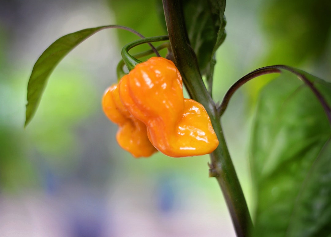 Orange Tiger Pepper Seeds - Pack of 10 - Etsy