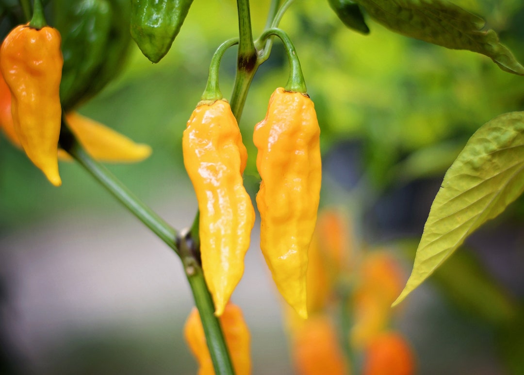 Fatalii Yellow Pepper Seeds - Pack of 10 - Etsy