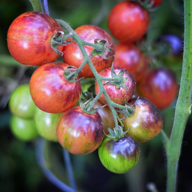 Cherry Tomato - Etsy